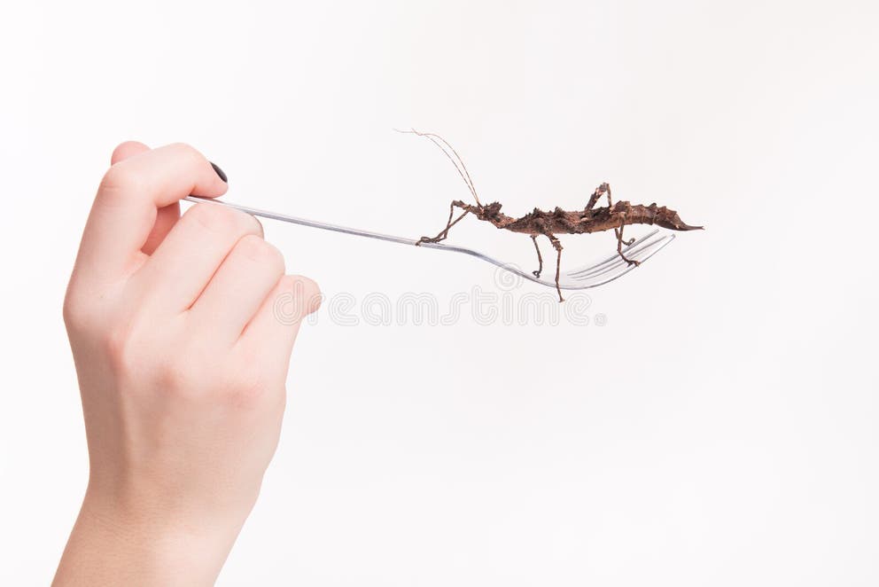 Insect on a Fork in a Restaurant Stock Image - Image of eating, taste ...