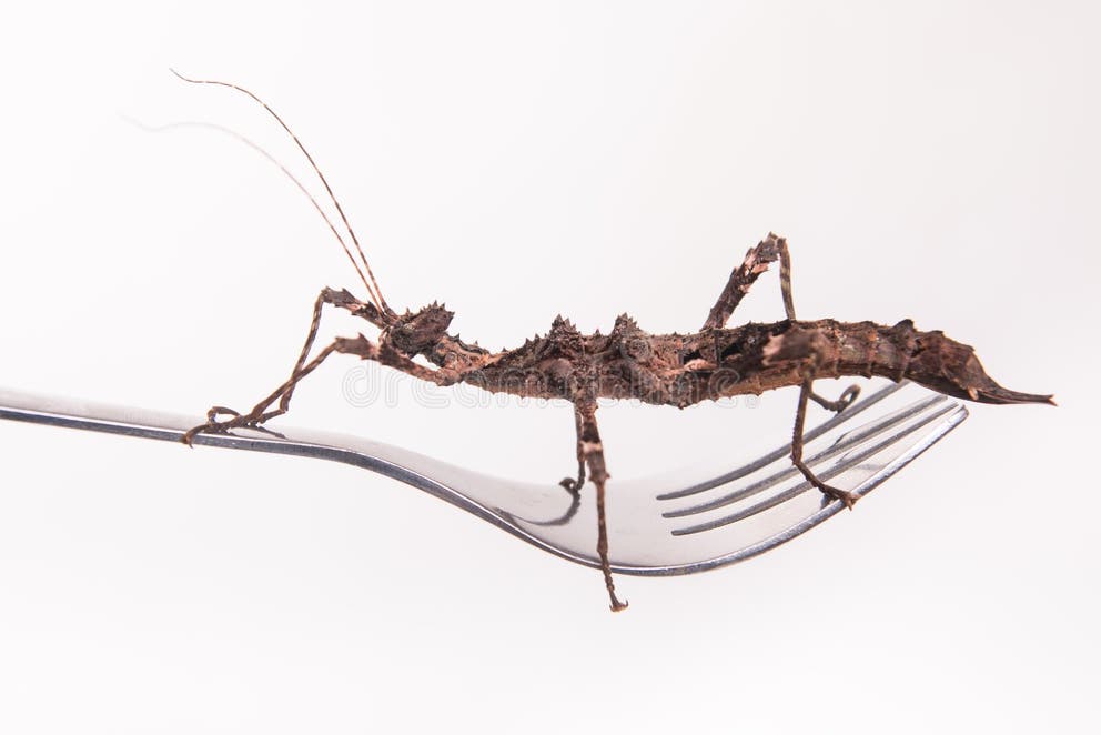 Insect on a Fork in a Restaurant Stock Image - Image of crickets ...