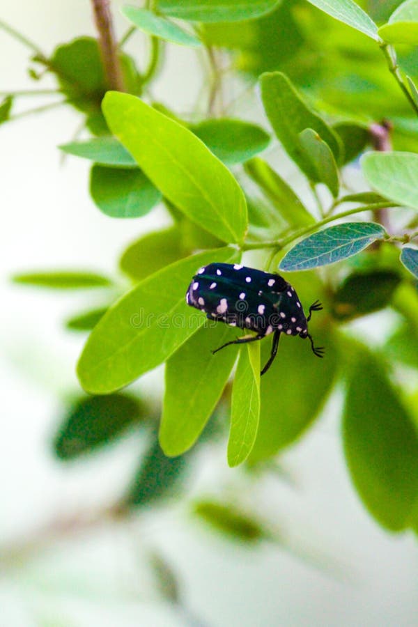 Bettel Insect Stock Photos - Free & Royalty-Free Stock Photos from ...