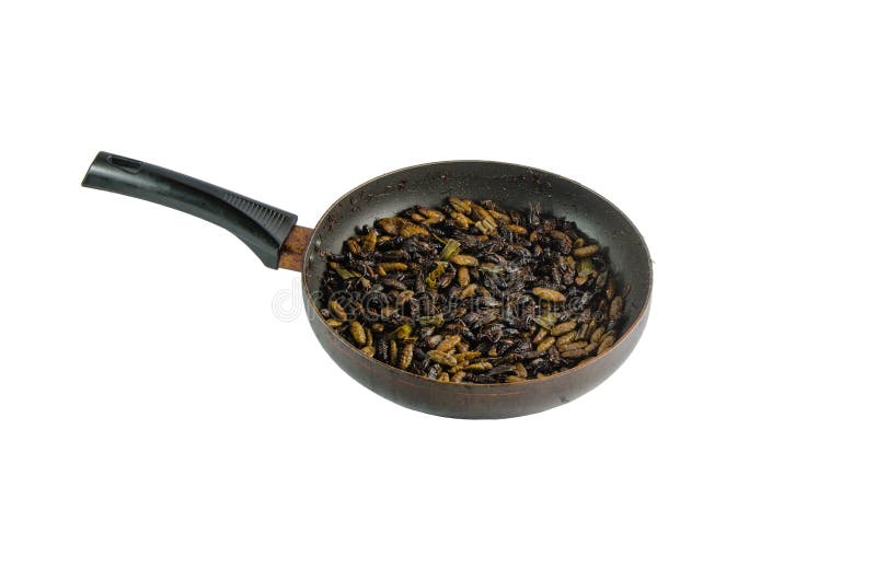 Insect fried stock photo. Image of tropical, cooked, healthy - 92183746
