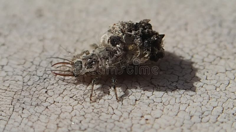 Garbage insect walking stock footage. Video of full - 102408072