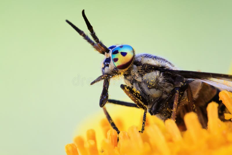 Insect Gadfly with Big Eyes Stock Image - Image of closeup, super: 66530047
