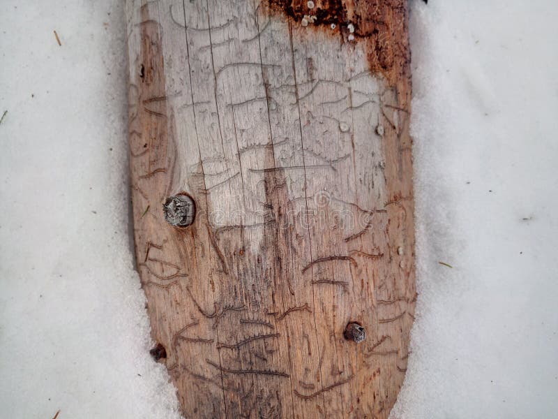 Insect Gallery on the Dead Spruce Tree Stock Photo - Image of slovakia ...