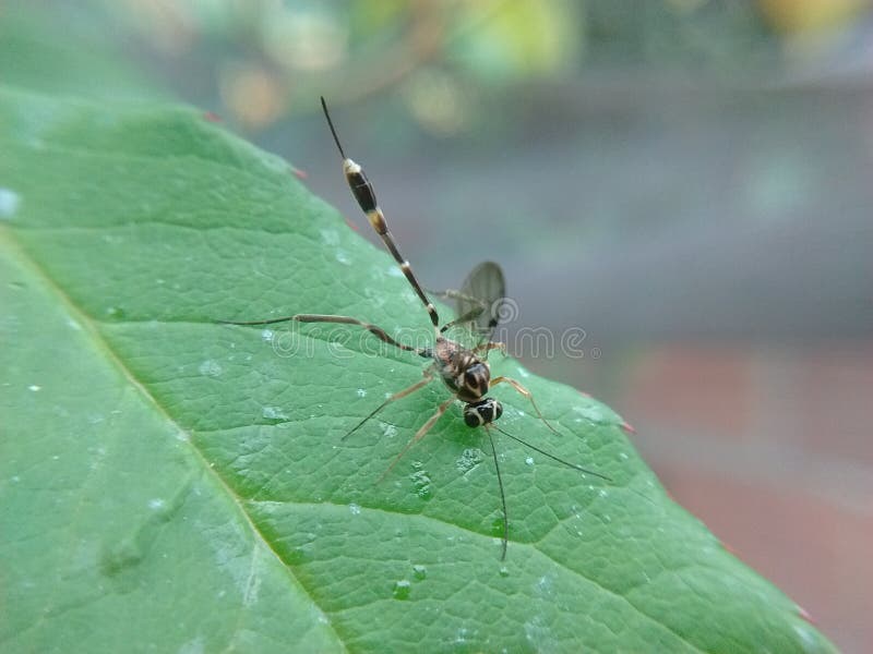 Insect stock photo. Image of wasp, garden, insects, exotic - 96463370