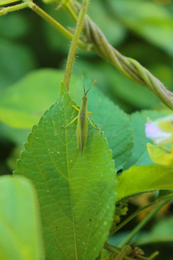 Insect in the Garden Isolated Object Stock Image - Image of mark, foot ...