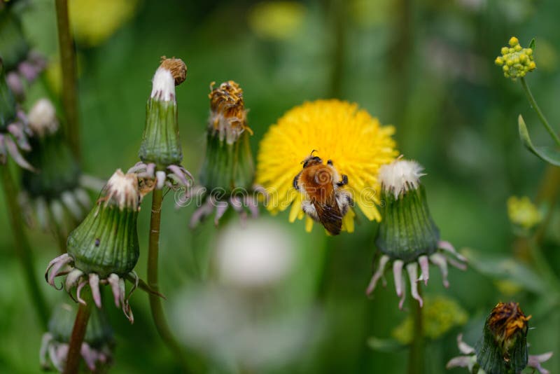 Insect gathering pollen stock photo. Image of colorful - 79143724