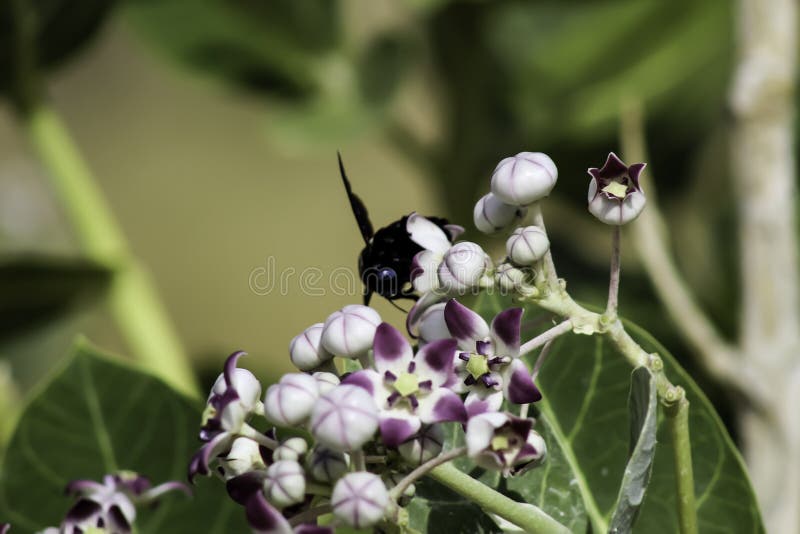 Insect Getting Food from Flowers Stock Photo - Image of lilac, animal ...