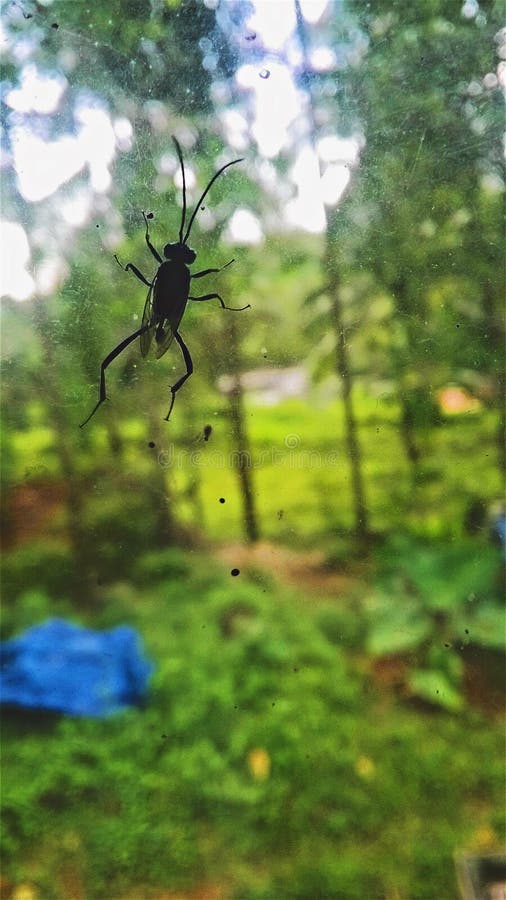 An insect on a glass stock photo. Image of animals, wild - 232821238