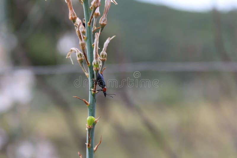 Insect Going Down the Branch Stock Photo - Image of background, focus ...