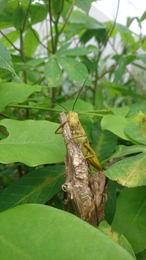Insect good pose stock image. Image of arthropod, animal - 200247901