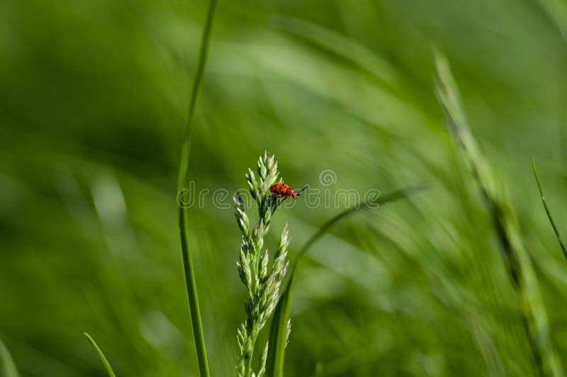 Insect on a grass stock image. Image of beak, falcon - 221012161
