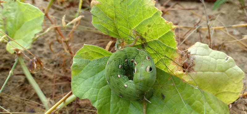 Insect 1 Grass Eater Damage Crops Destroy Relevant Crops Stock Image ...