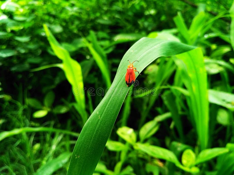 Insect in Grass field stock photo. Image of insect, field - 162681398