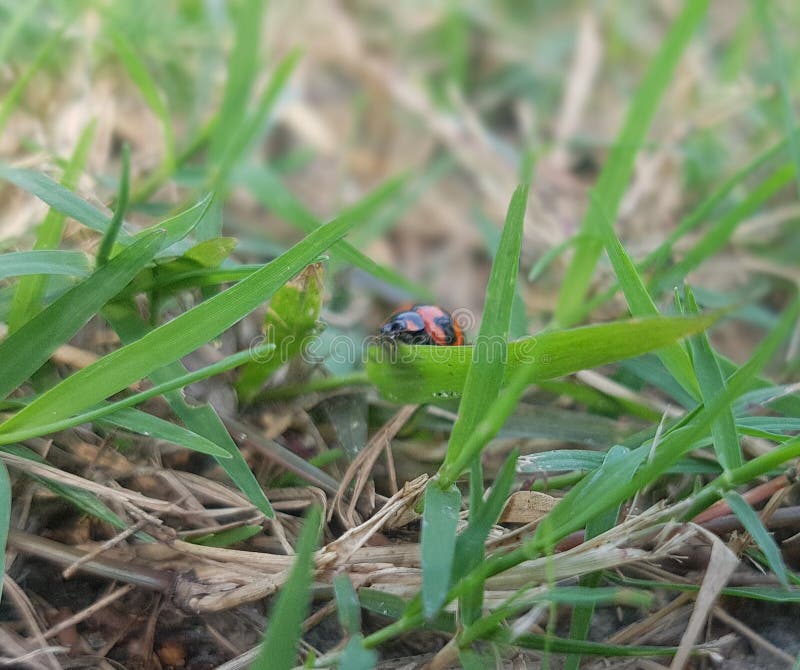 Insect on grass stock image. Image of insect, green - 173151793