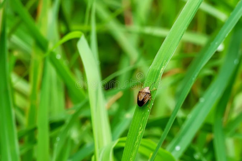 Insect on the grass stock photo. Image of branch, green - 130097548