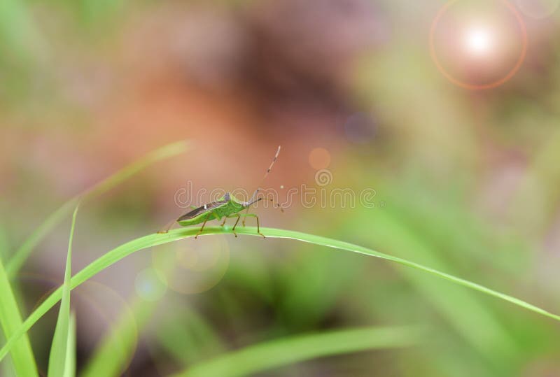 Insect on the grass leaf stock photo. Image of grasshopper - 96589194