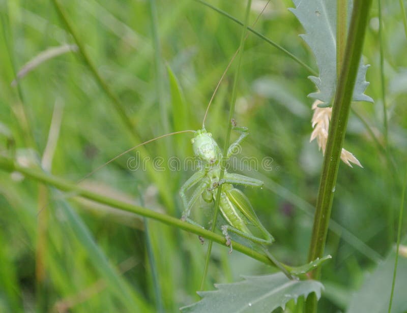 Insect, Grass, Locust, Grass Family Stock Image - Image of invertebrate ...