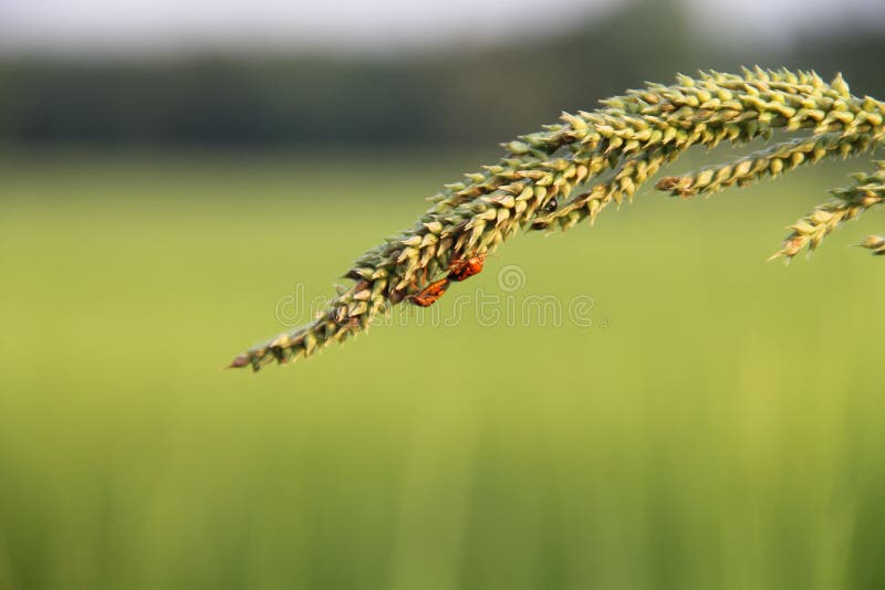 Insect and Grass Top on a Green Background Stock Photo - Image of ...