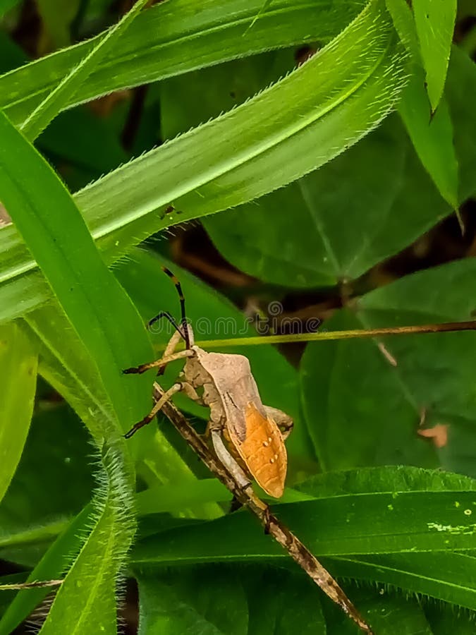 Insect on Grass Wild Nature Stock Image - Image of animal, wildlife ...