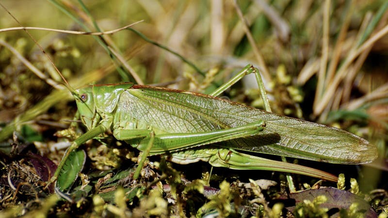 Insect, Grasshopper, Locust, Cricket Like Insect Picture. Image: 113155566