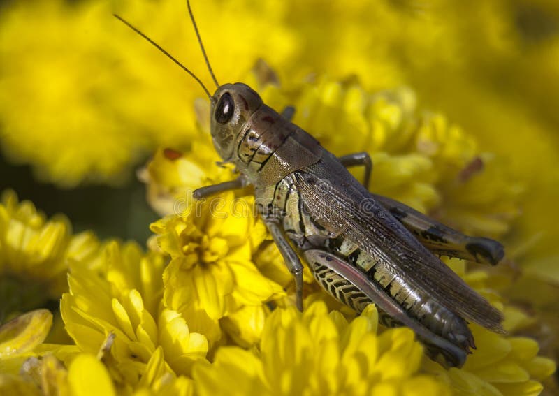 Insect, Grasshopper, Yellow, Locust Picture. Image: 102707954