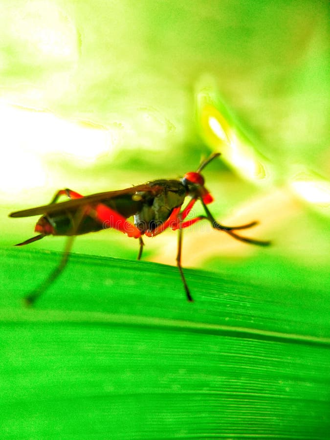 Insect and green stock image. Image of environment, leaf - 86054093