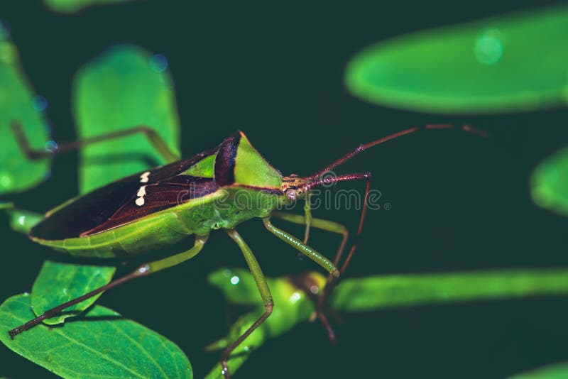 Insect Green with Brown Stripes Stock Image - Image of color, green ...