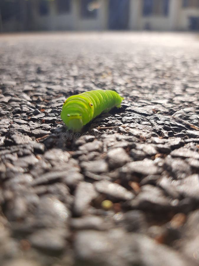 Insect Green Colour on Road Stock Image - Image of road, insect: 176227441