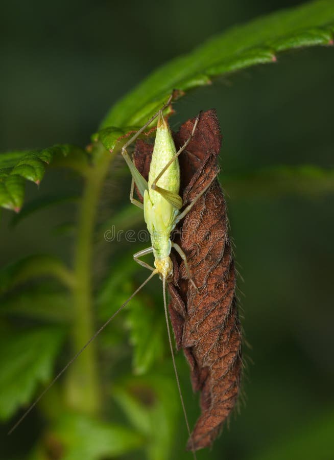 Insect a green cricket stock photo. Image of mustache - 39051428