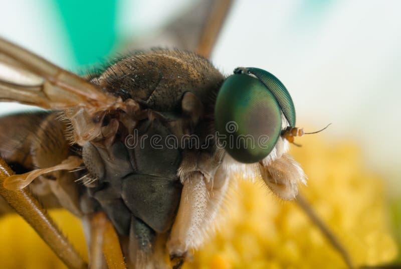 Insect green eyes stock image. Image of design, insect - 83748811