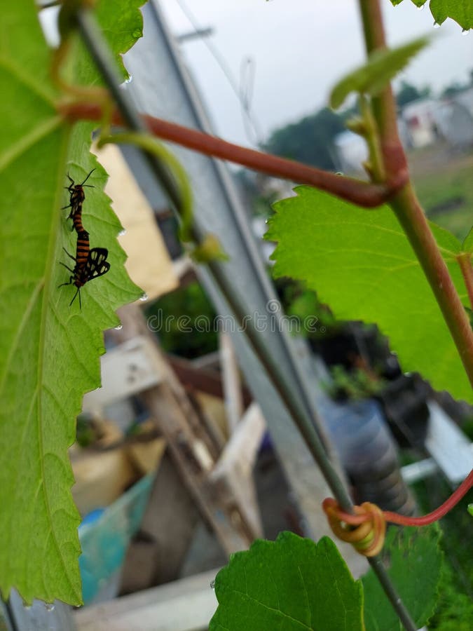 Insect green grape leaf stock image. Image of green - 234123887