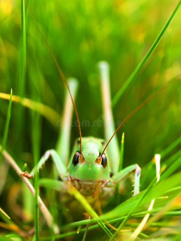 Insect stock photo. Image of detail, antenna, meadow - 29945038