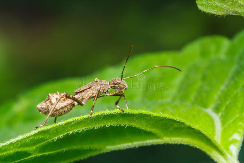 Insect on the green grass stock photo. Image of single - 41164774