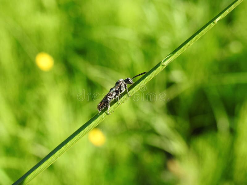 Insect on Green Grass, Lithuania Stock Image - Image of plant, animal ...