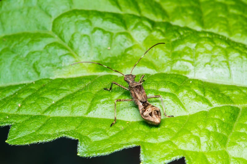 Insect on the green grass stock image. Image of leap - 41577907