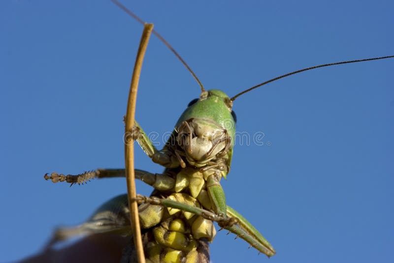 Insect a green grasshopper stock image. Image of animal - 10827957