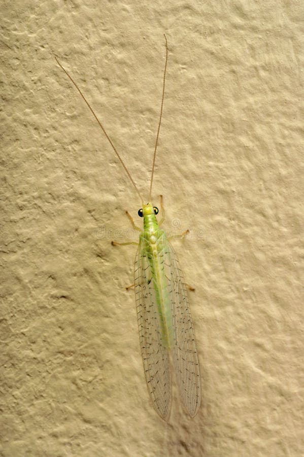 Insect Green Lacewing stock image. Image of carnea, chrysoperla - 11798265