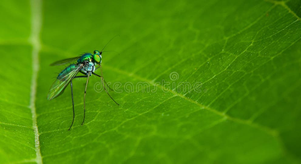 Insect on a green leaf stock image. Image of wing, blue - 229885887