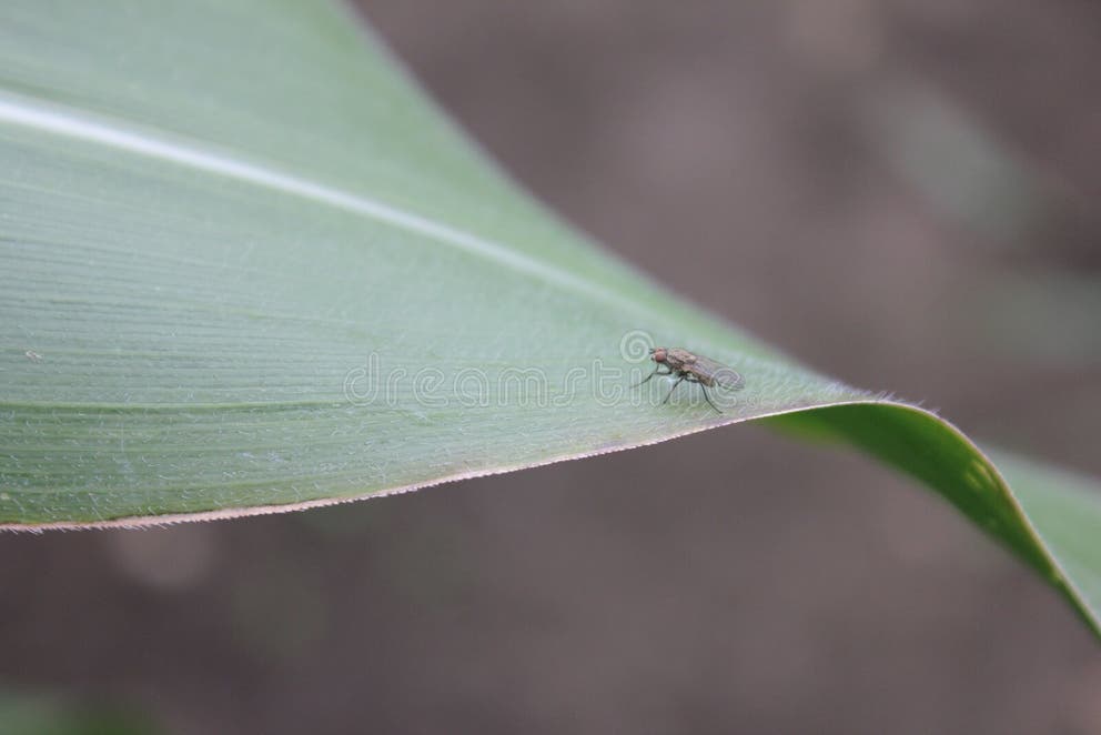 A insect on a green leaf stock image. Image of leaf, horror - 44494095