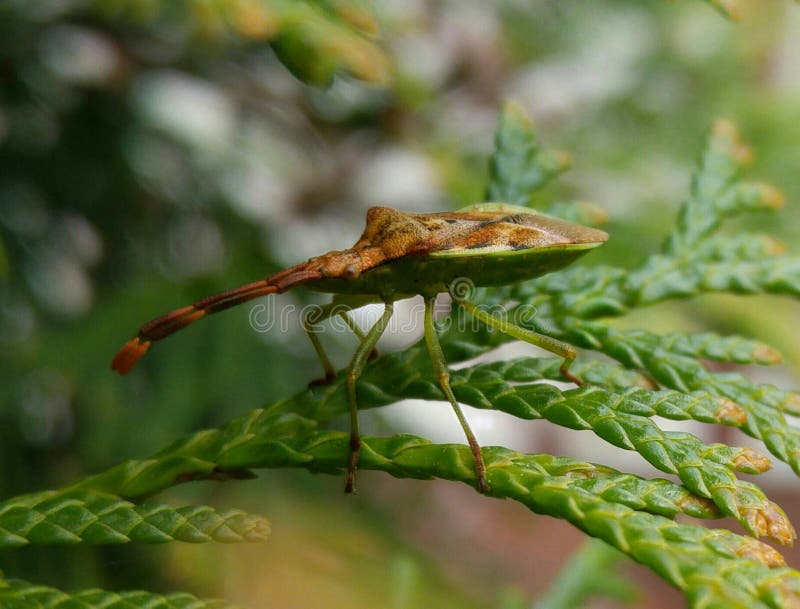 Insect stock image. Image of trees, detail, garden, details - 90021143