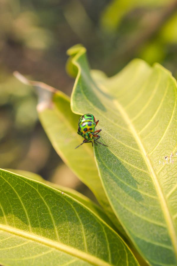 Insect on green leaf stock photo. Image of tree, animal - 213783630