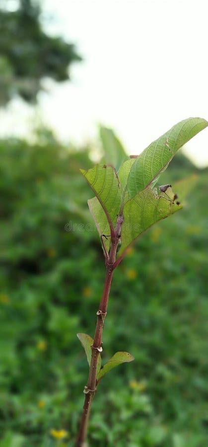 Insect and green leaf stock image. Image of shrub, invertebrate - 278536873 Insect and green leaf stock image. Image of shrub, invertebrate - 278536873