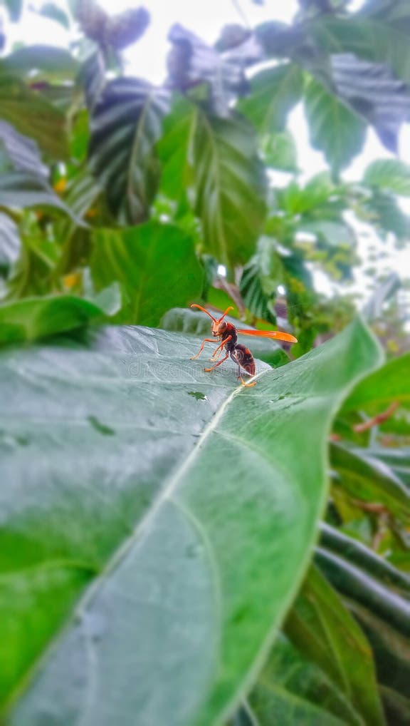 Insect on a Green Leaf,noni Tree,bidara Tree Stock Photo - Image of ...
