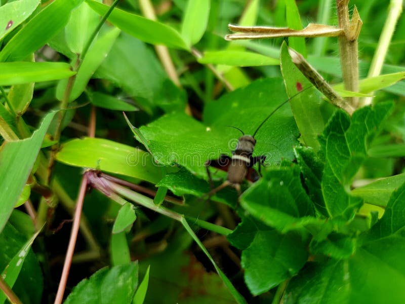 Insect on the Green Leaf in a Ricefield Stock Photo - Image of insect ...