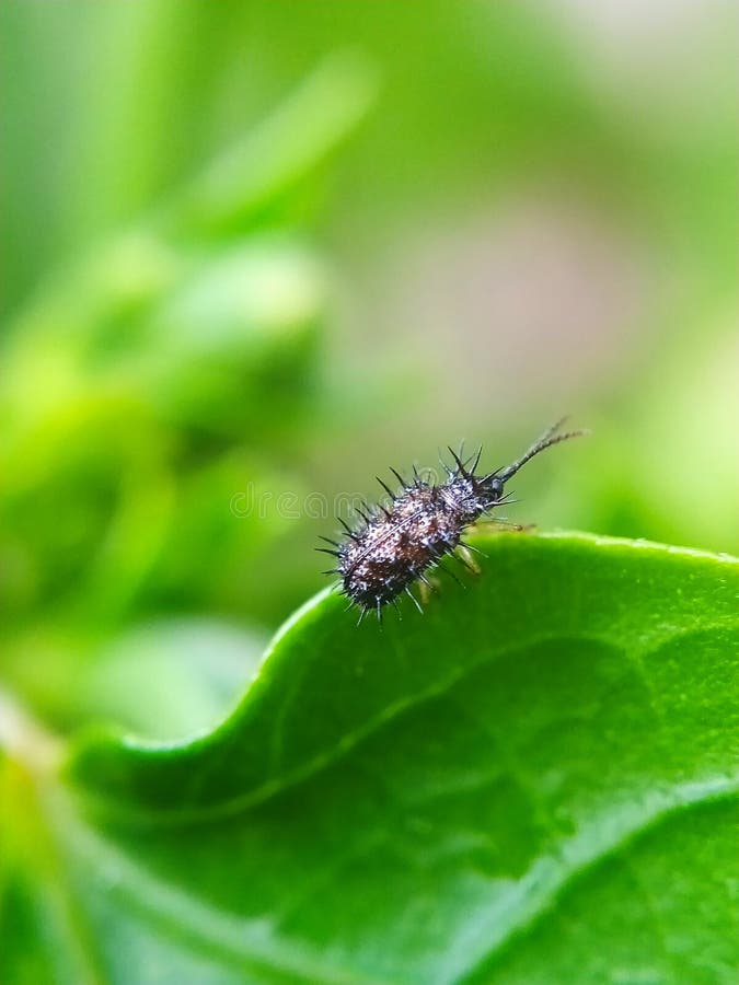 Insect , Green Leave ,macro , Green Environment ,macro Gallery ,green ...