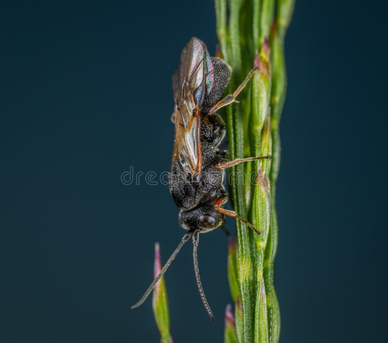 Insect On Green Plant Picture. Image: 118290568
