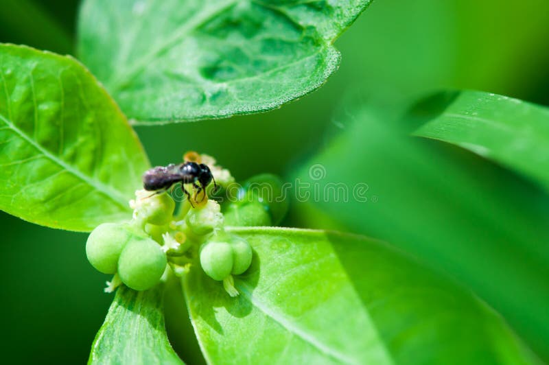 Insect on a green plant stock image. Image of outdoor - 72595541