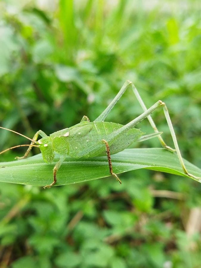 Insect Green Plant View Grass Little Stock Photo - Image of green ...