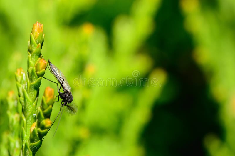 Insect with green stock image. Image of macro, garden - 41054057