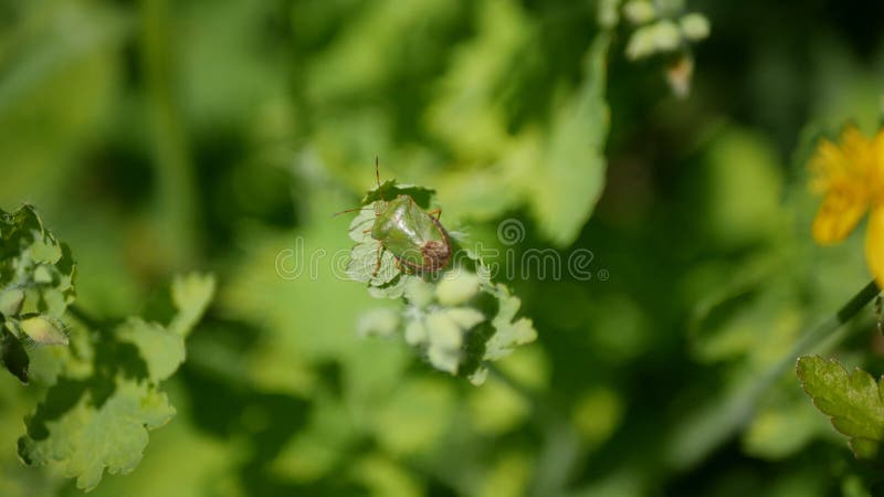 Green Stink Bug Insect on Grass Shot in Spring Stock Photo - Image of ...